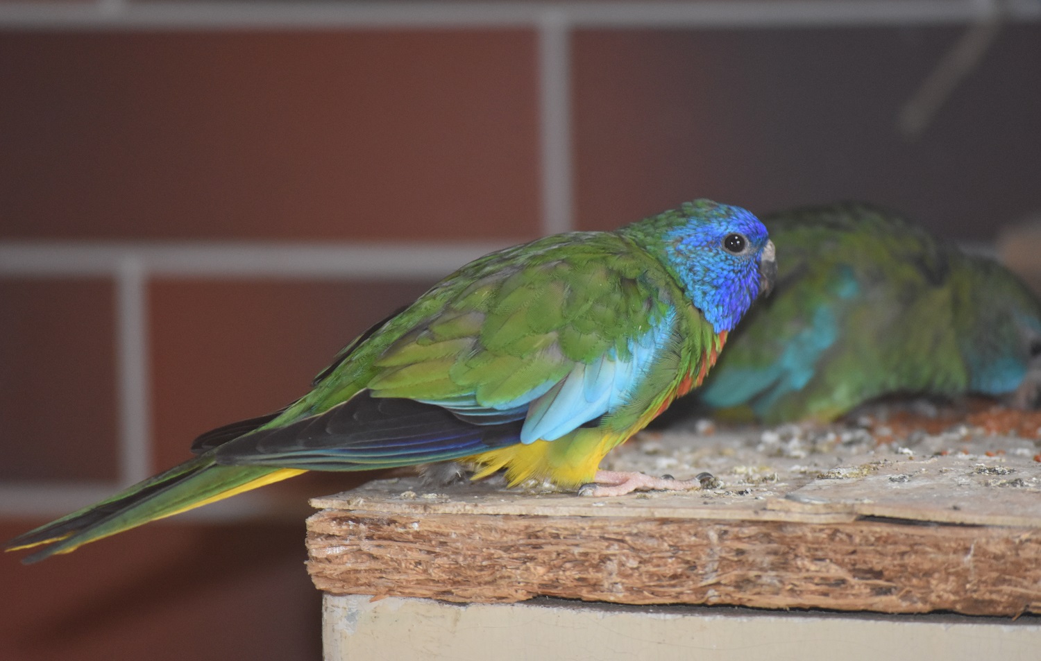 ZOOTOGRAFIANDO (6.100 ANIMALS): PERIQUITO ESPLÉNDIDO / SCARLET-CHESTED ...