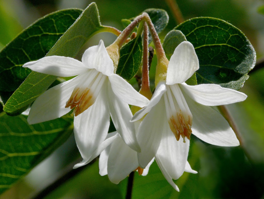 Styrax benzoin - Alchetron, The Free Social Encyclopedia