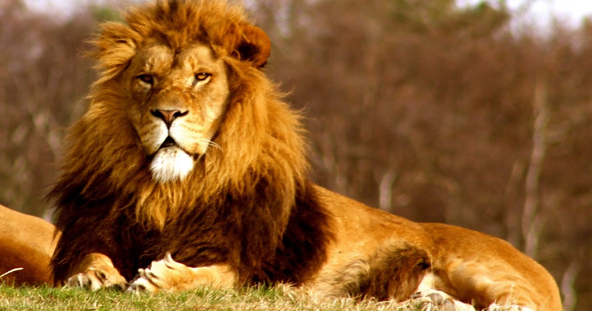 Contoh Hewan Mamalia Menyusui Contoh Waouw - Riset