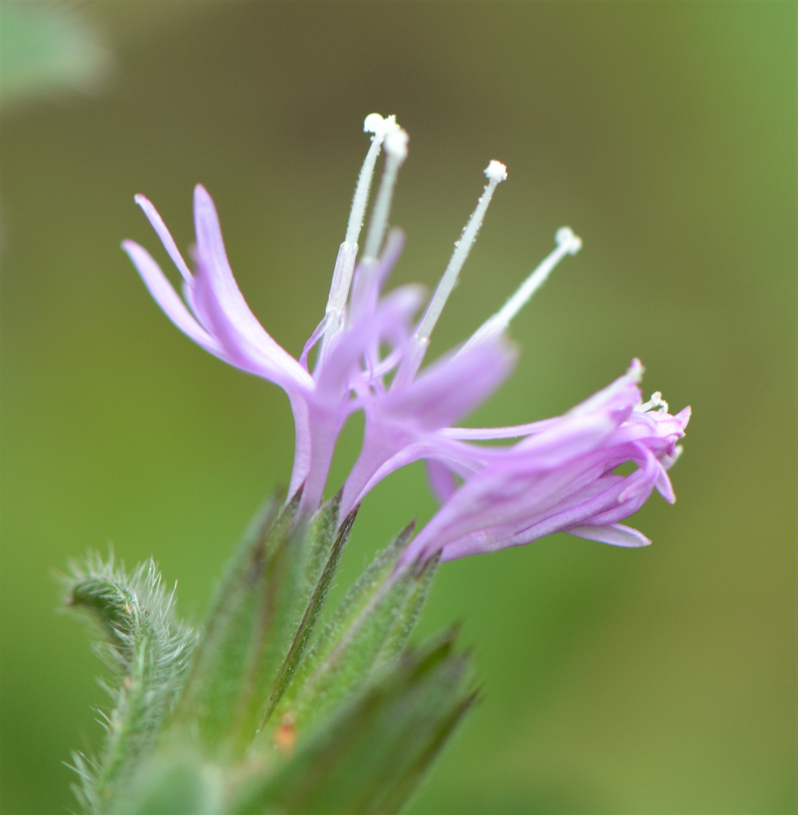Wildflower Wednesday: Elephantopus tomentosus