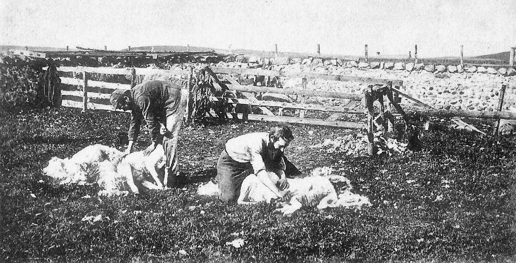 Tour Scotland: Old Photograph Sheep Shearing Scotland