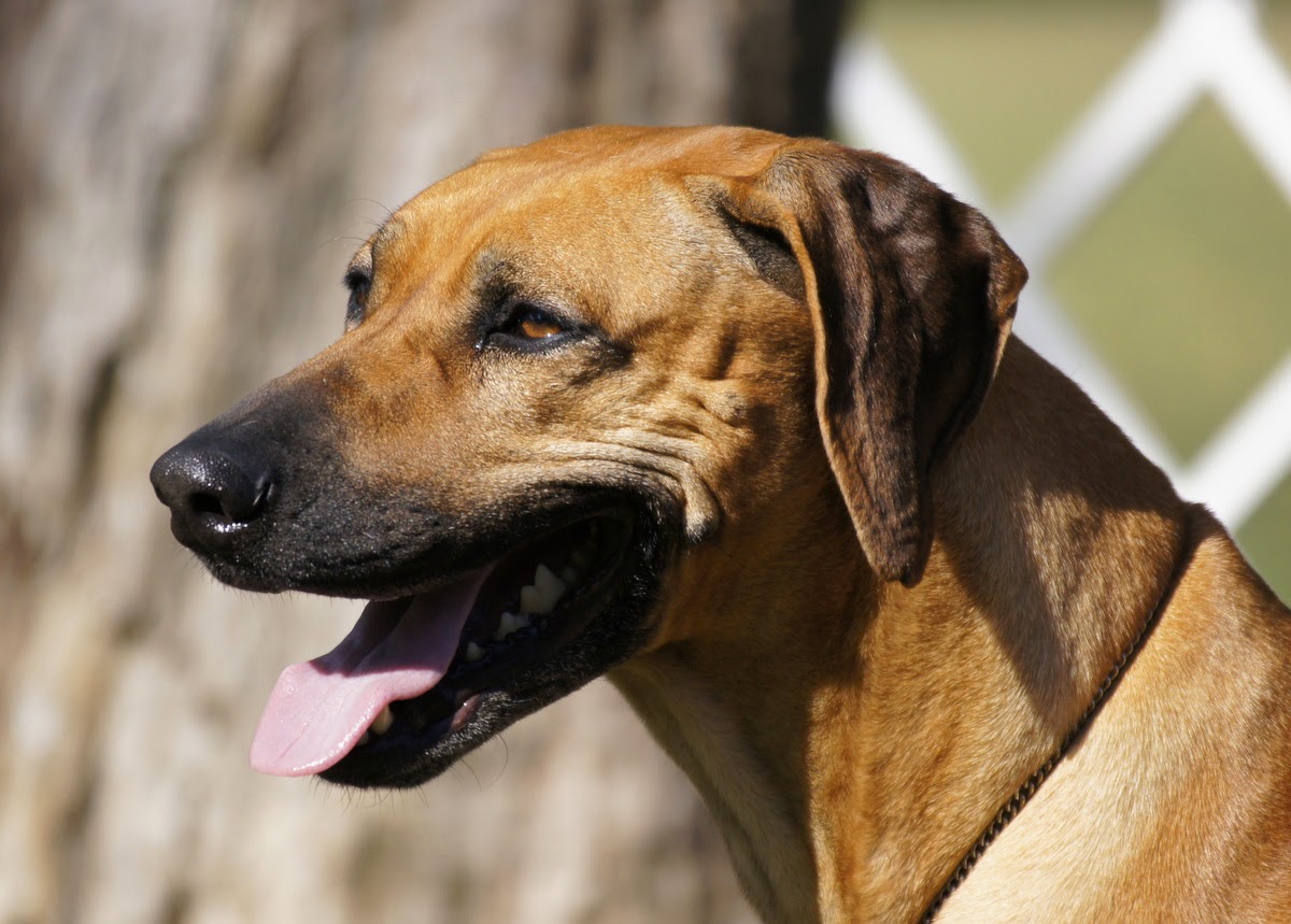 Organic Garden Dreams: Thinking About Getting a Dog