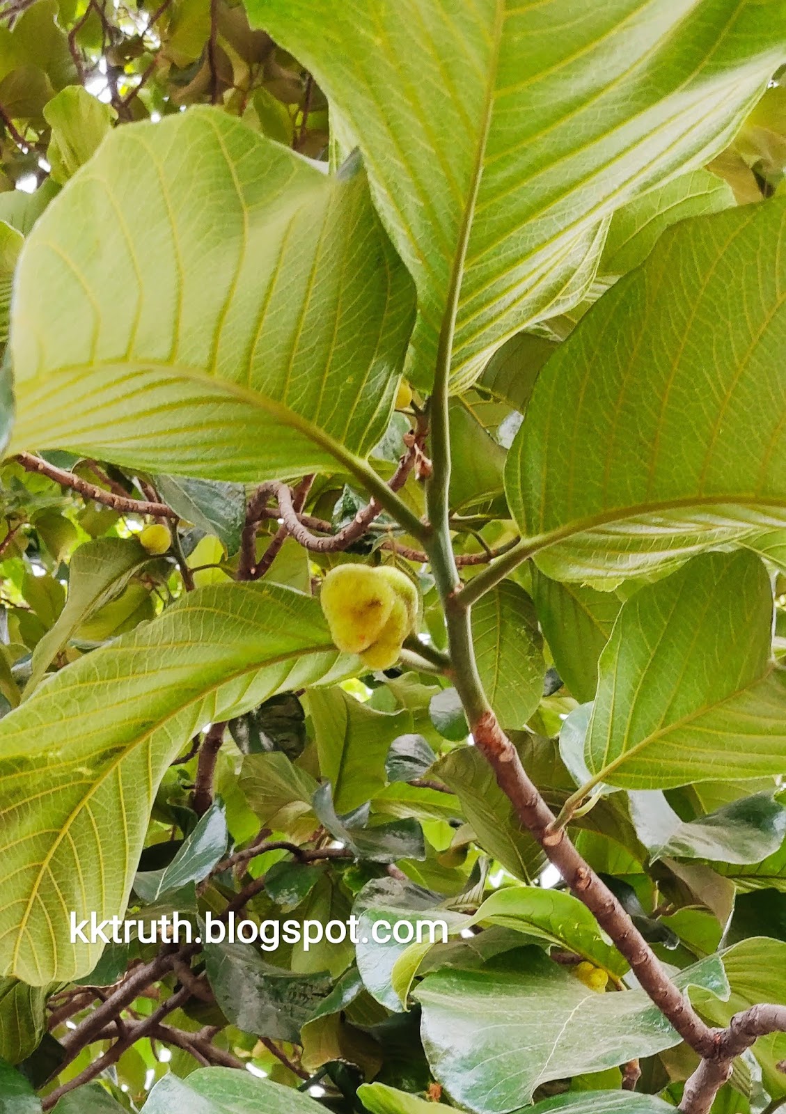 Thoughts unlimited - मन की उड़ान !: Monkey fruit -- Barhar, badahal