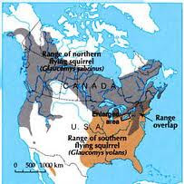 THE FLYING SQUIRREL |The Garden of Eaden