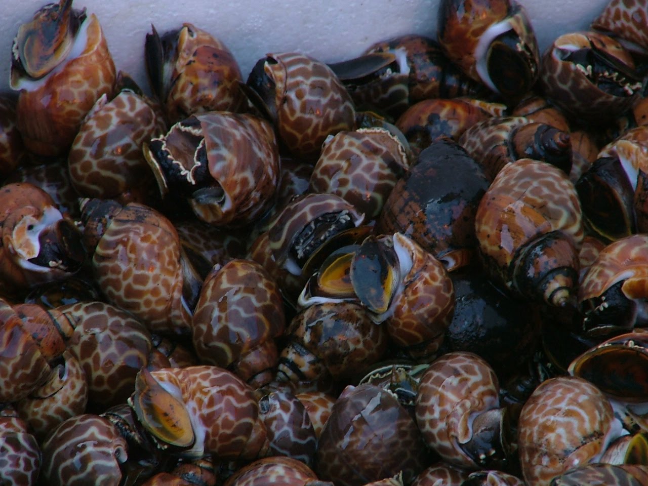 Keong Macan Laut Selatan, Permintaan Ekspor Tak Terbatas ~ Jemberkab