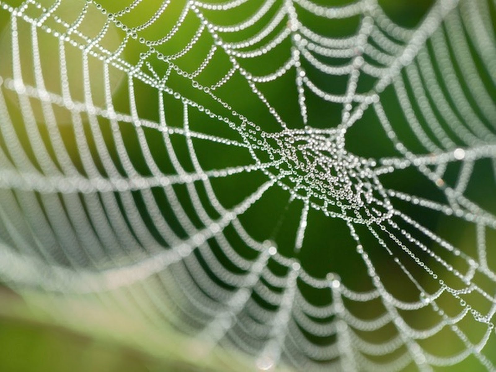 Amazing Artificial Spider Silk - Faspro::Technologies