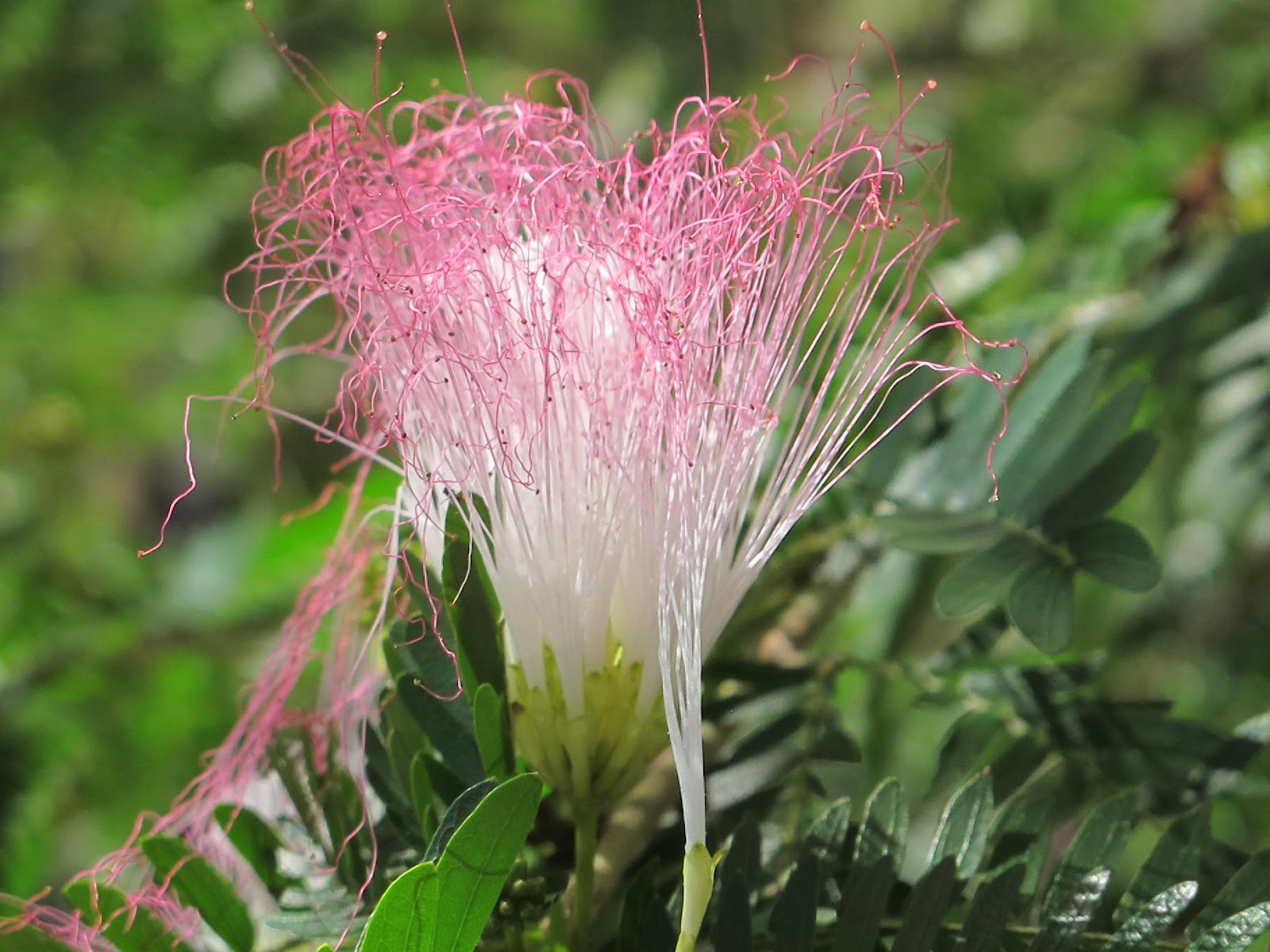 The Flowering plants - Leguminosae - Fabaceae: Fabaceae - Calliandra ...