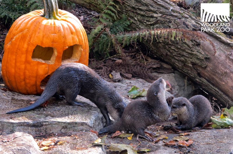 Pumpkin Bash returns Oct. 26 & 27