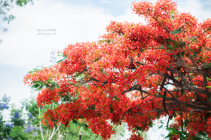 Nuestra ciudad se pinta de Rojo - Paty Aranda Photography