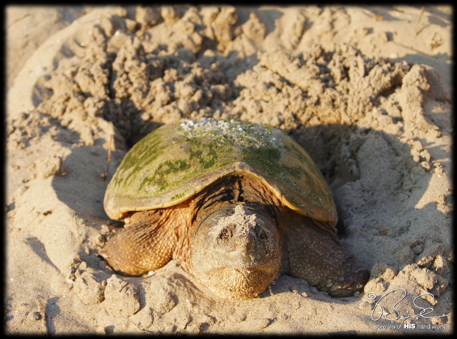 portraits of HIS handiwork: Long Point Provincial Park