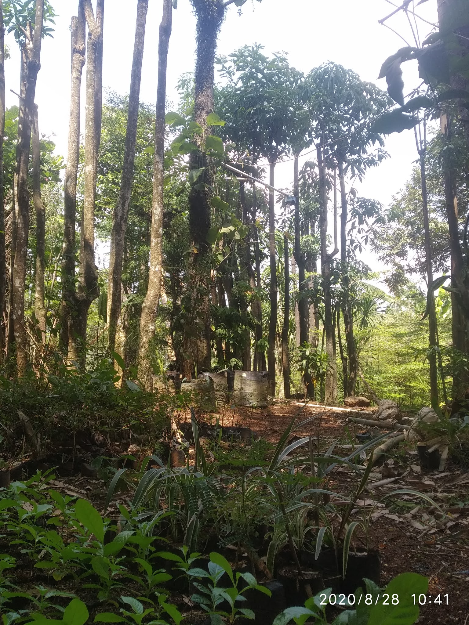 Jual Pohon Pulai Batang Tunggal dan Grouping (Alstonia Scholaris ...