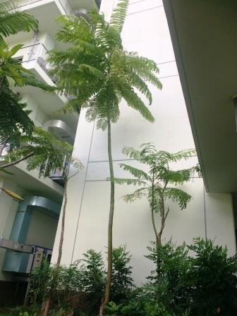 Schizolobium parahyba | Pustaka Flora | Database Tanaman Landscape