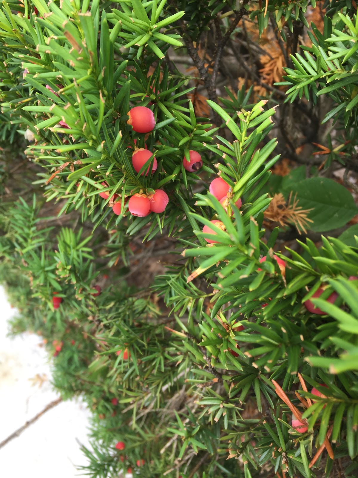 Princeton Nature Notes: The Edible Aril of Yew