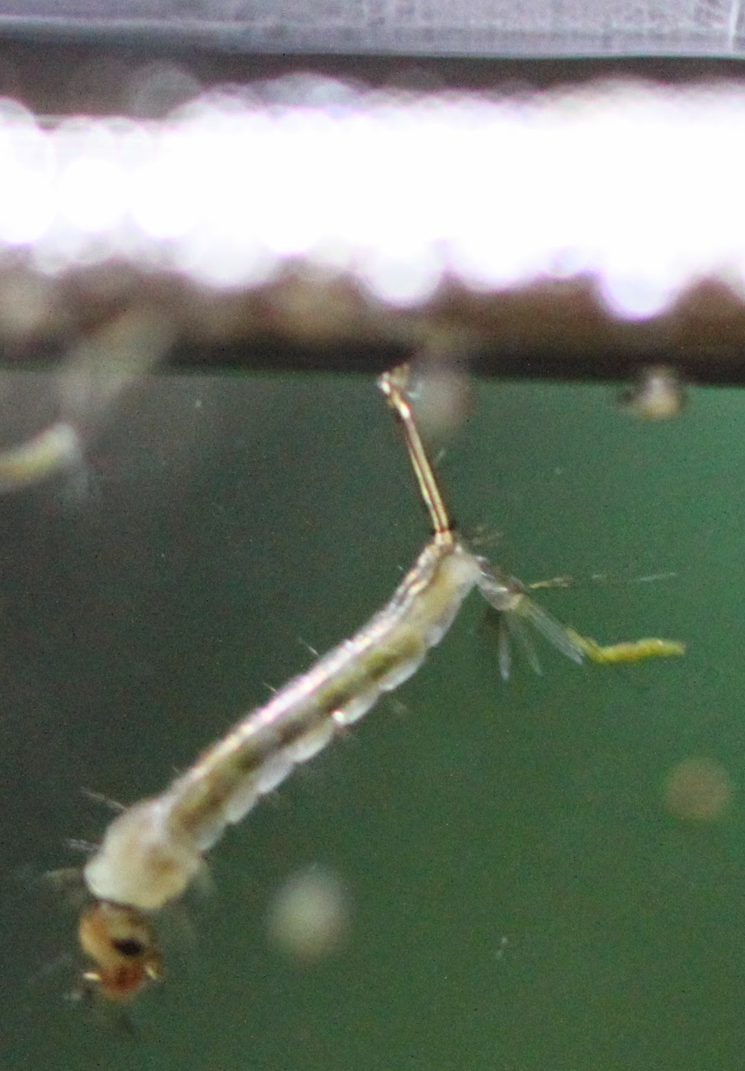 Choose The Right Aquarium Fish Food: Live infusoria, Grindal ...