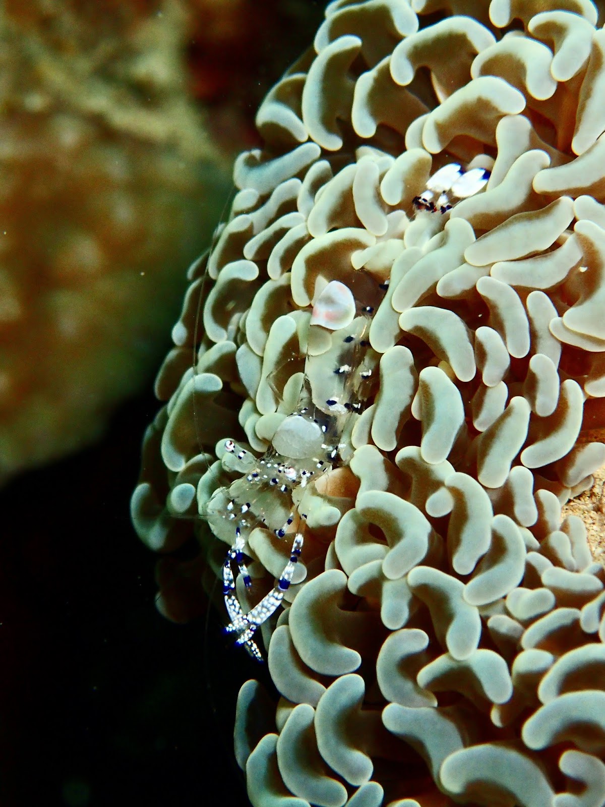 OKINAWA 39ers Dive Log: Mar 10th - Kin Red beach