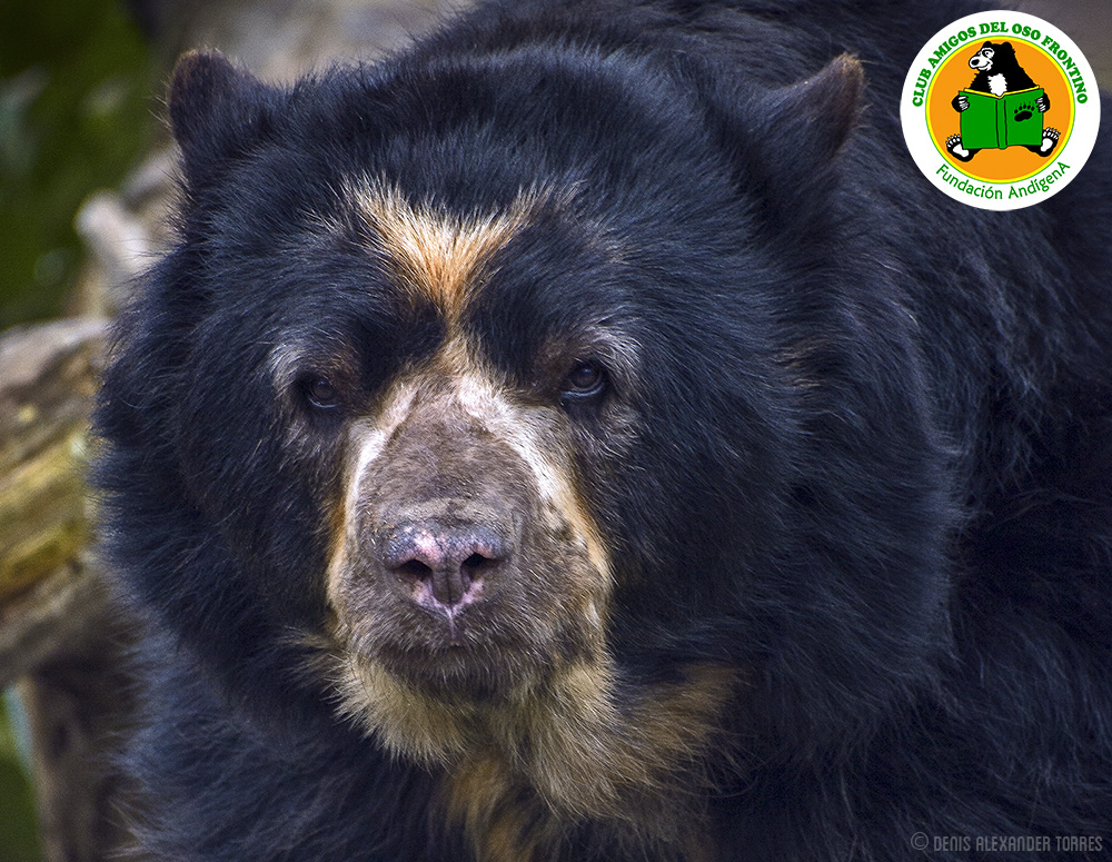CELEBRADO EL II SIMPOSIO SOBRE EL OSO ANDINO EN PERÚ