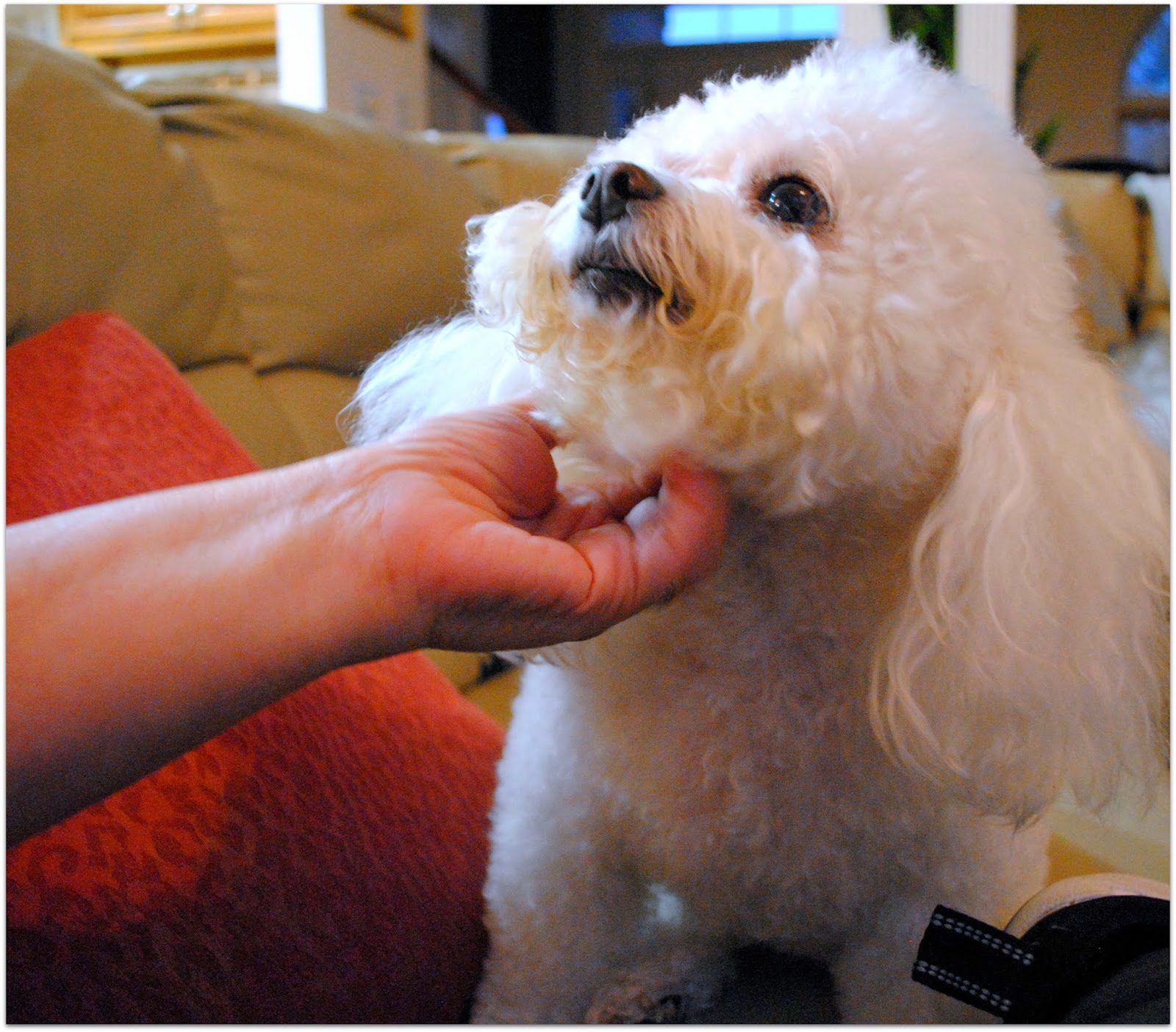 silvieon4: The art of the "scritch"