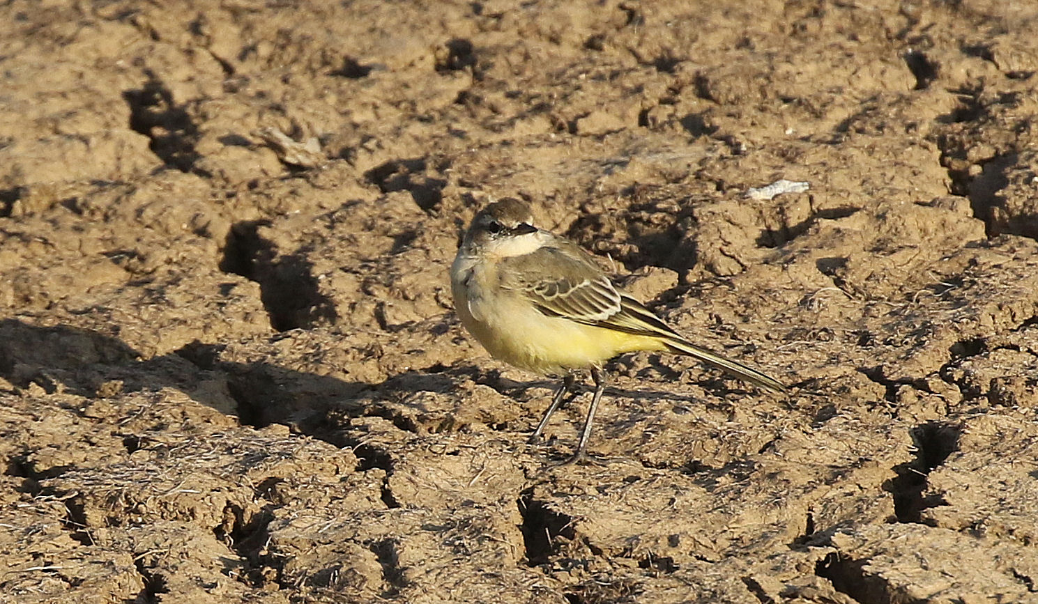 Birding with Flowers: Spurn Migration Festival & Others