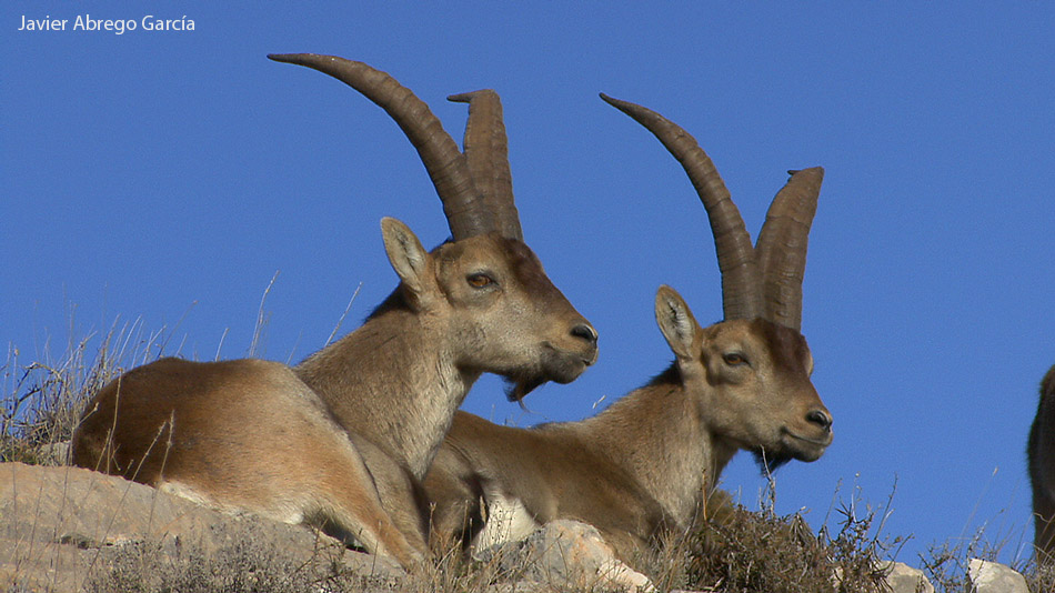 La Naturaleza que nos queda: Cabras de los montes