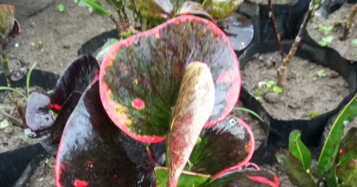 17+ Harga Puring Koi