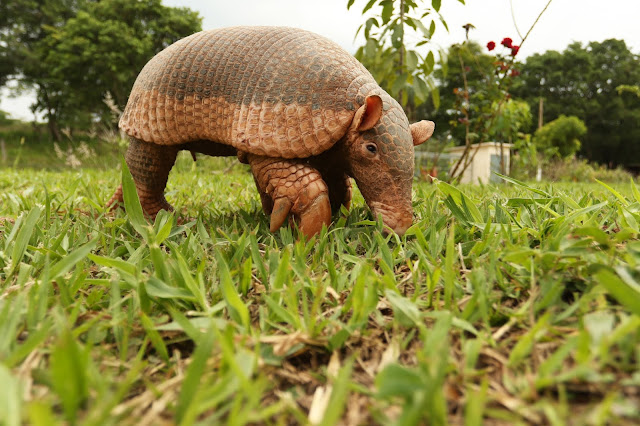 Explore Most Bilogically Diverse Animal Life: Amazon Forest Part-1