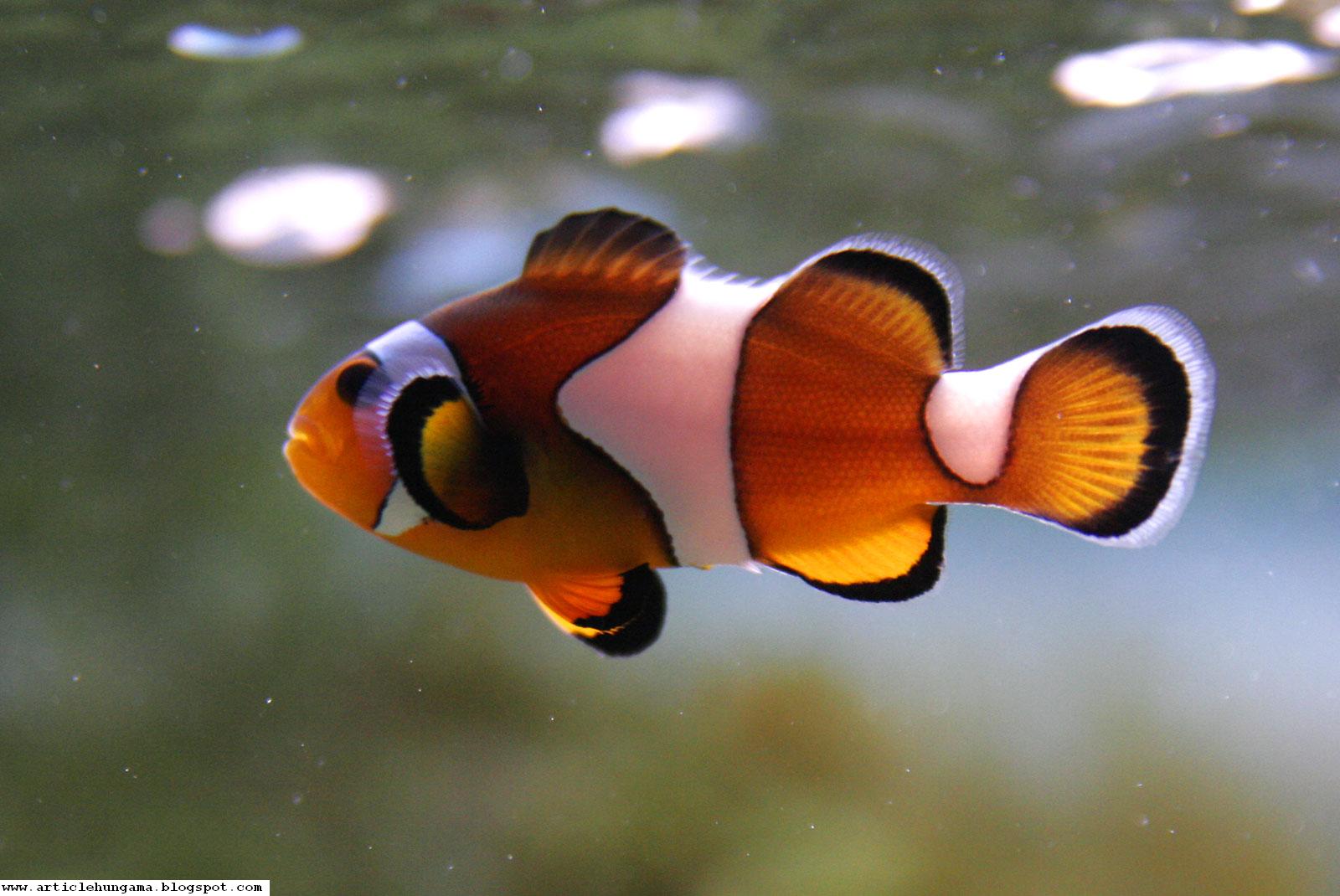 WALLPAPER TREASURE: beautiful and amazing Fish in sea