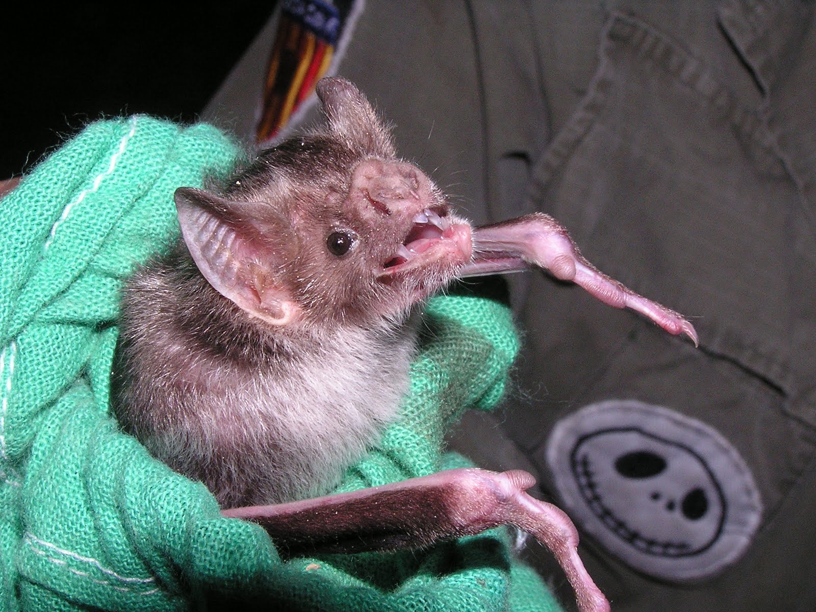 Red de Murciélagos: Mitos y certezas sobre los murciélagos