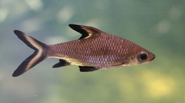 Shamudra Bilash: Danio, Shark & Barb Fish