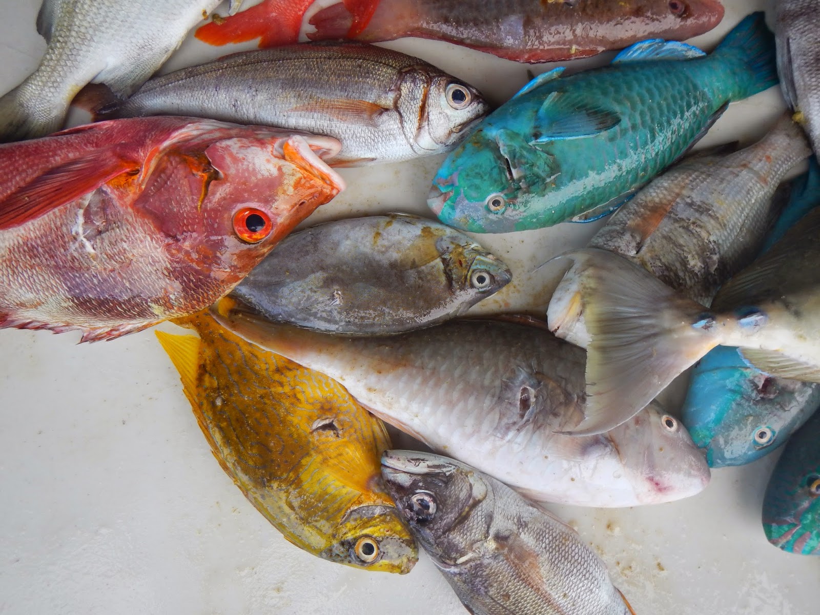 Hedgpeth: Snorkeling in Pohnpei