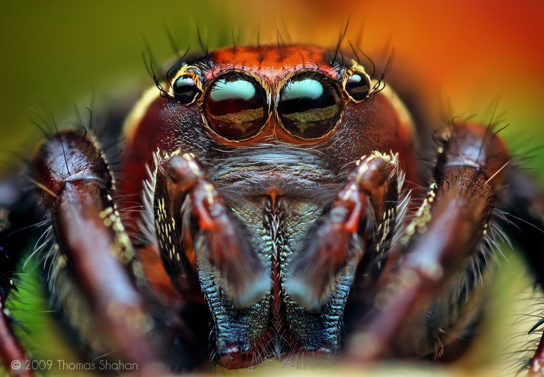 Imagenes de arañas: Imagenes de araña: close-up ojos [23-5-17]