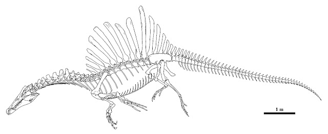 The newt-finned theropods: thoughts and history of research on ...