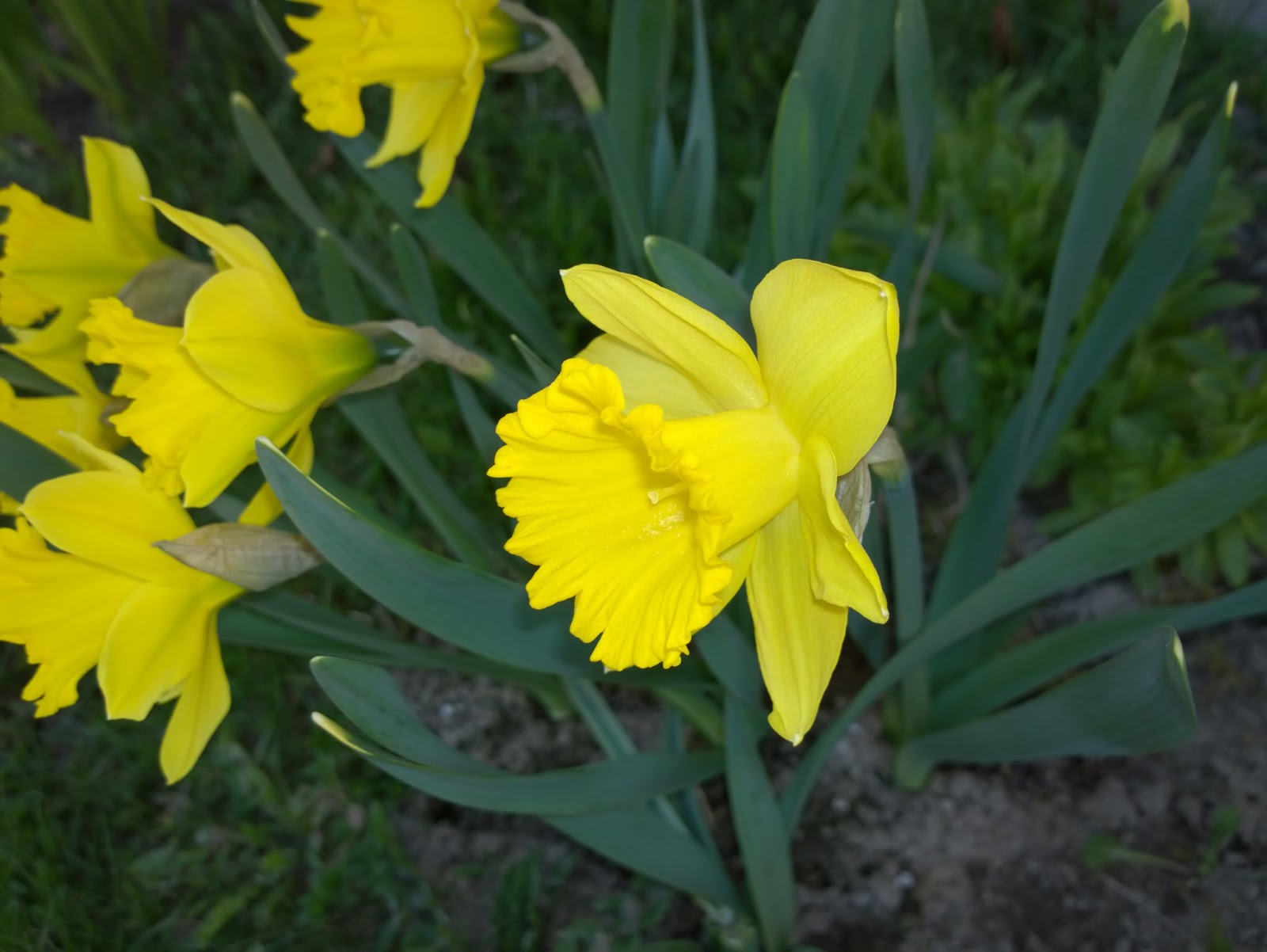 Manni tegemised: Tervitussõnumit kandev lill- nartsiss