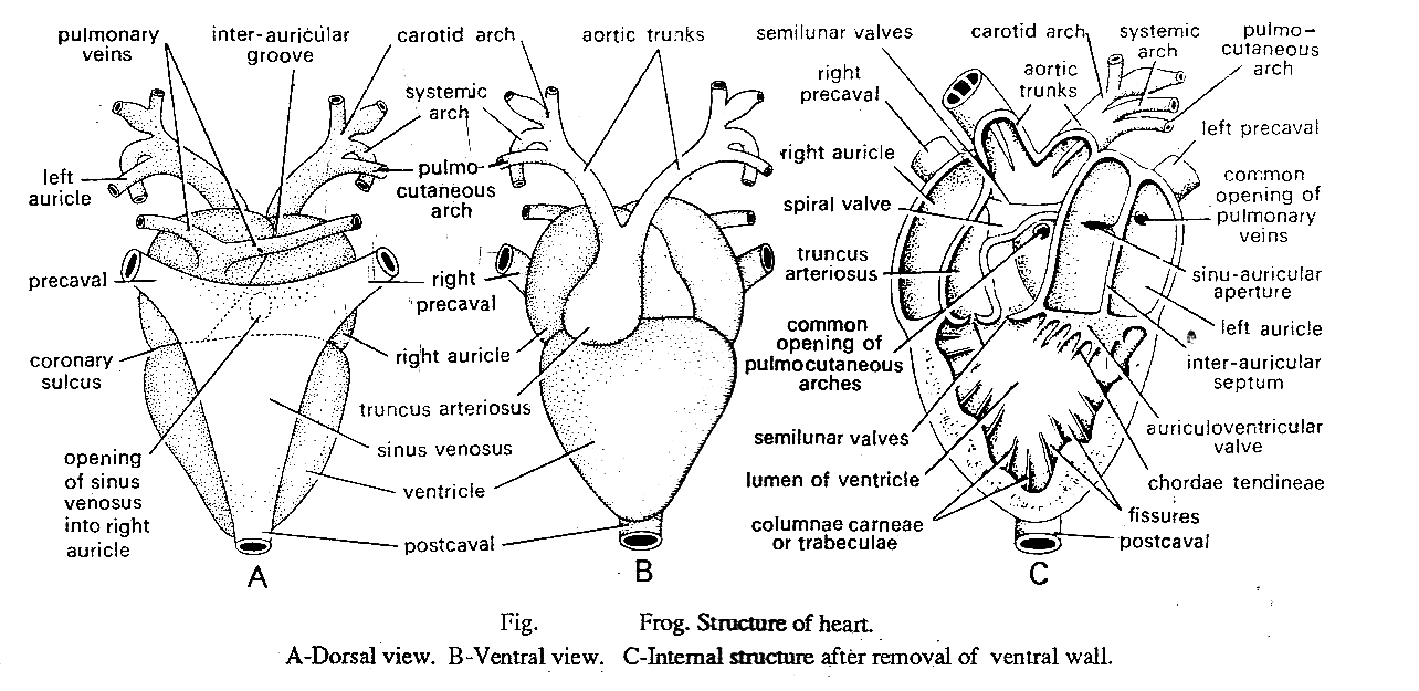 Zoology For Higher Secondary Level Frog Blood Vascular System zoology-for-higher-secondary-level-frog-blood-vascular-system