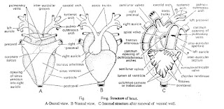 Zoology for higher secondary level: Frog: Blood-Vascular System