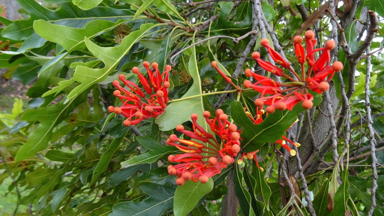 MAP: MELBOURNE STREET TREES 120 - FIREWHEEL TREE