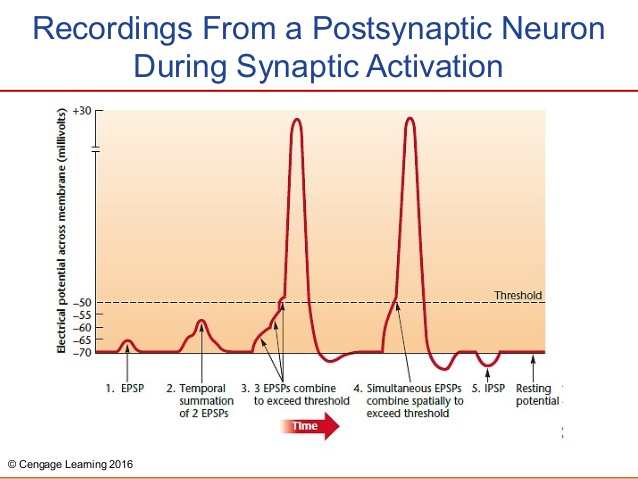 Model Bio-PsikoSpritual: Sinapsis (BAB 2)