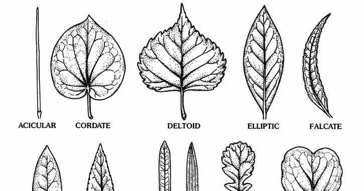 DENDROLOGI: HELAIAN DAUN