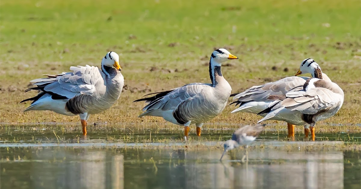 Bar-headed Goose | YuGWoRLD