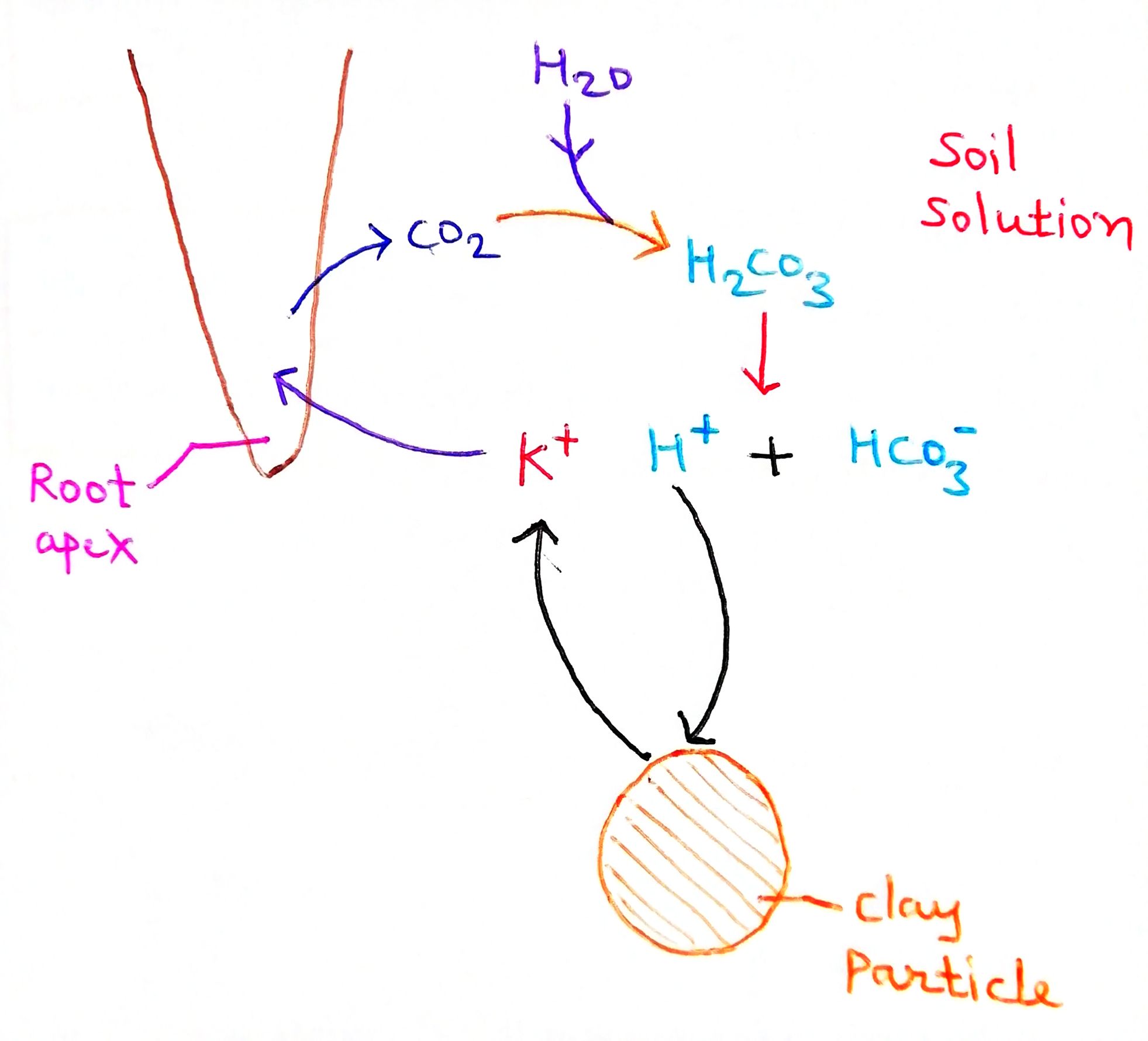 Deficiency Symptoms of Nutrients, Mineral Salt Absorption Mechanism