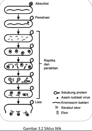 Ciri-Ciri, Struktur dan Peran Virus || Biologi - Di Save