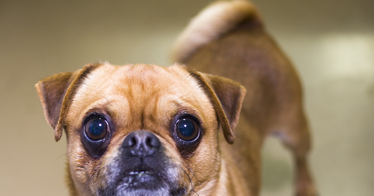 Shelter Dogs of Portland: "MR MUGGLES" pug chihuahua mix