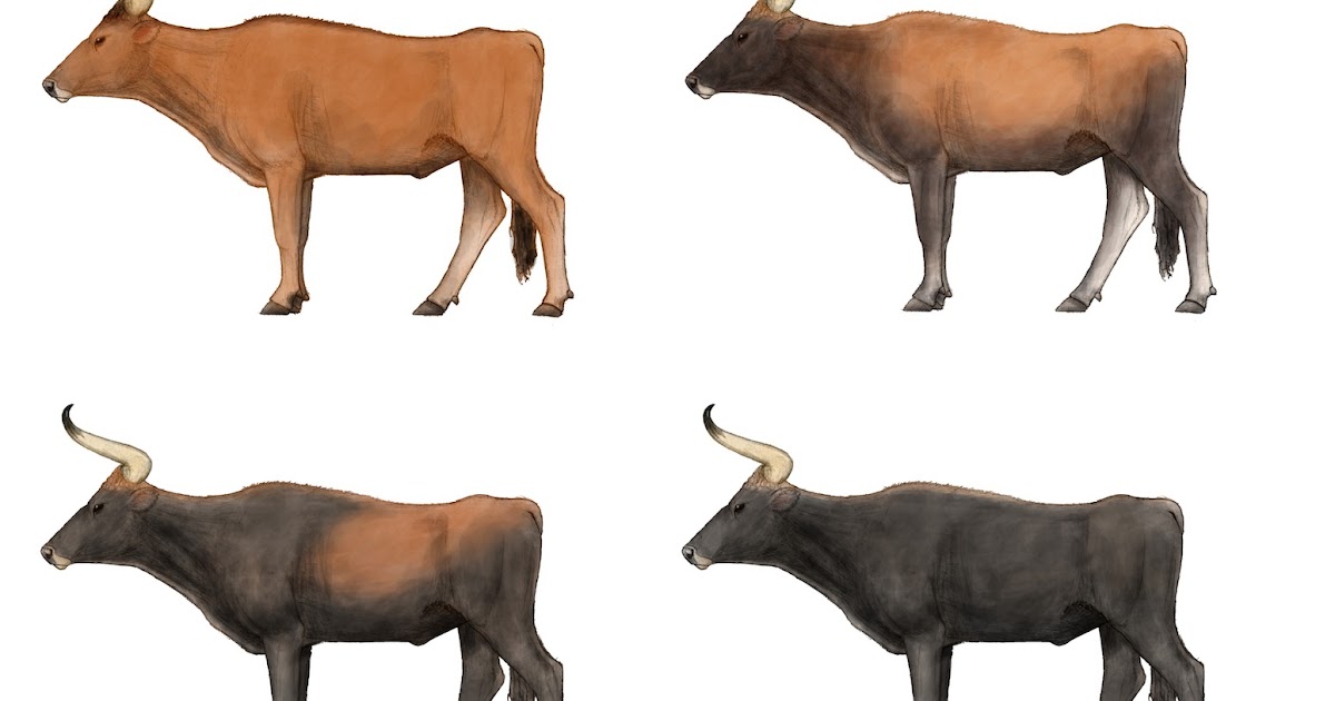 The Breeding-back Blog: Aurochs cow colour schemes