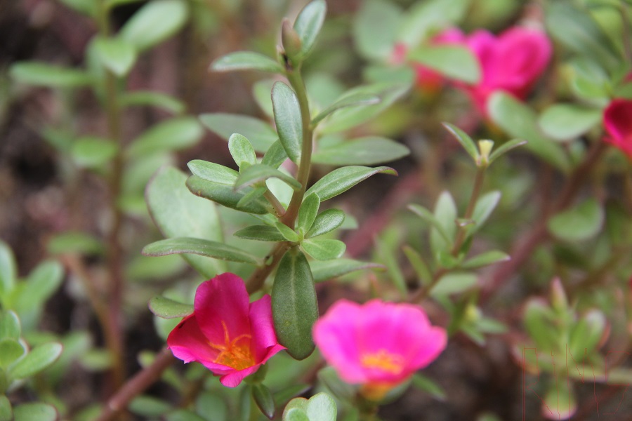 13+ Klasifikasi Tanaman Bunga Pukul Sembilan, Koleksi Baru!