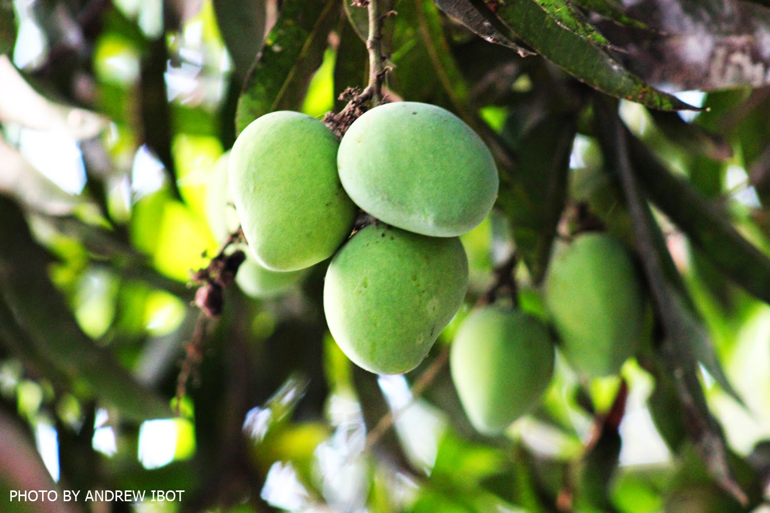 Ako si ANDREW IBOT!: Mangga ( Mango ) (Mangifera indica Linn.)