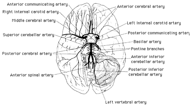yuan's !nk: PART 1 brain varcularisation and ventricular system ...