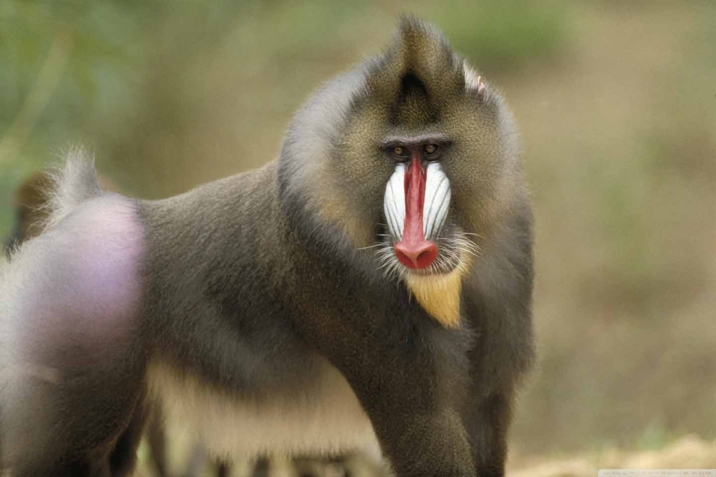 HQ Wallpapers: Mandrill Wallpapers