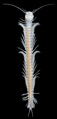 Real Monstrosities: Remipede