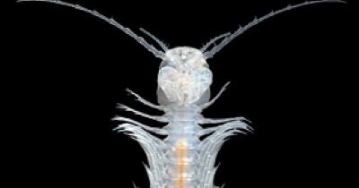 Real Monstrosities: Remipede