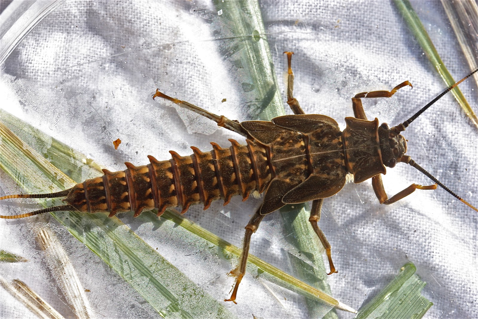 Aquatic Insects of Central Virginia: Pteronarcys biloba: The "Giant" of ...