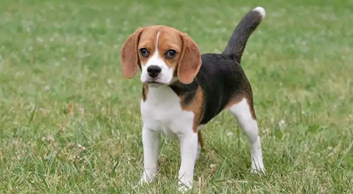 Beagle Dog Breed Info: Price, Characteristics, Aggressiveness & Facts : BizGlob
